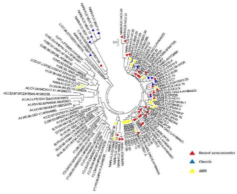 phylogenetic tree showing clustering pattern of p6 gag of hiv 1 from