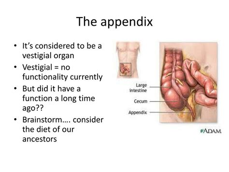 PPT The Appendix PowerPoint Presentation Free Download ID 2461892