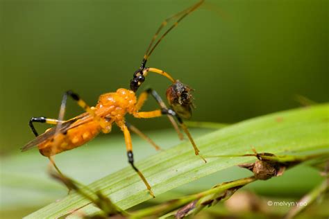 Melvyns Photography Reduviidae Assassin Bug