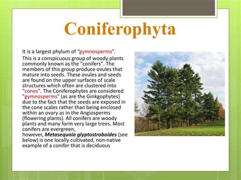 Classification Of Gymnosperms Pptx Biological Sciences Science