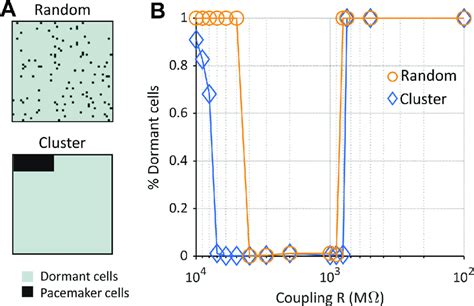 A Small Cluster Of Pacemaker Cells Can Drive A Prevalently Dormant