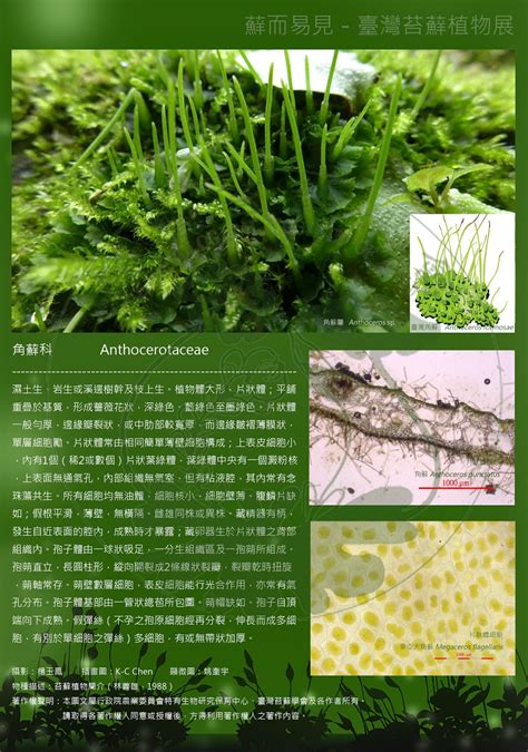 蘚而易見 新版 蘚而易見 臺灣苔蘚植物展
