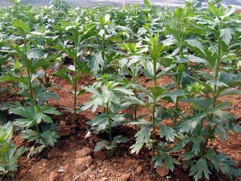 被誉为扶阳第一药的它该如何鉴别排病反应与中毒反应