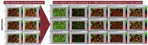 High Content What Deciphering Between High Content Imaging Hci High