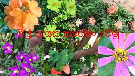 මල් බලන්න ආස ඔයාලා වෙනුවෙන්මයි🥀🌻 Youtube