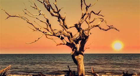 Driftwood Beach All You Should Know Before Going 2026 Reviews
