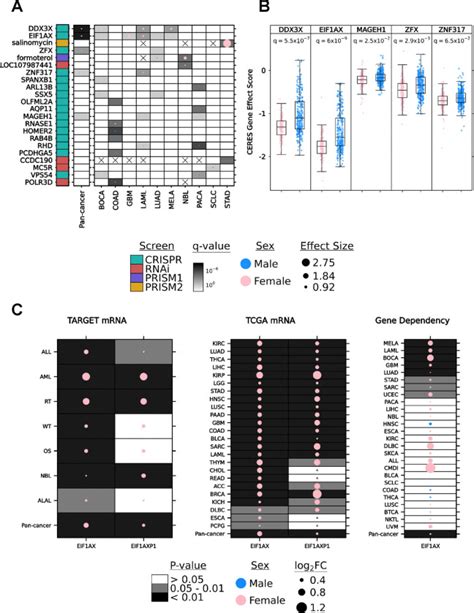 Sex Differences In Cancer Functional Genomics Gene Dependency And Drug