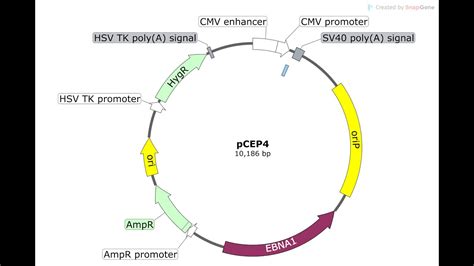 Using Snapgene To Explore Plasmid Features And Restriction Enzymes