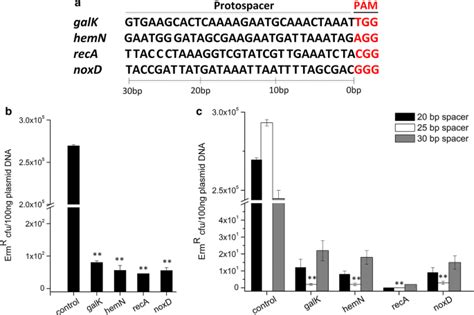 A Rapid And Versatile Tool For Genomic Engineering In Lactococcus Lactis Microbial Cell
