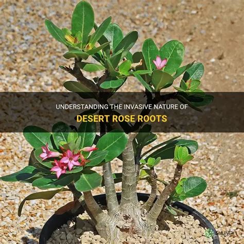 Understanding The Invasive Nature Of Desert Rose Roots Shuncy