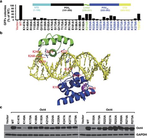 identification of critical oct4 residues for somatic cell reprogramming