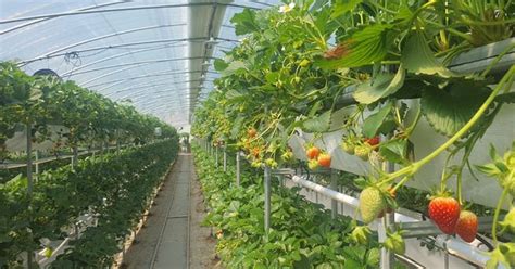 작년 농산물 소득보니딸기·포도 웃고 밀·고랭지무 울고