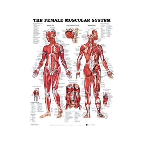Female Muscles In The Body Diagram Human Body Diagram Of A Woman