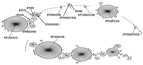Streptococcus Diagram
