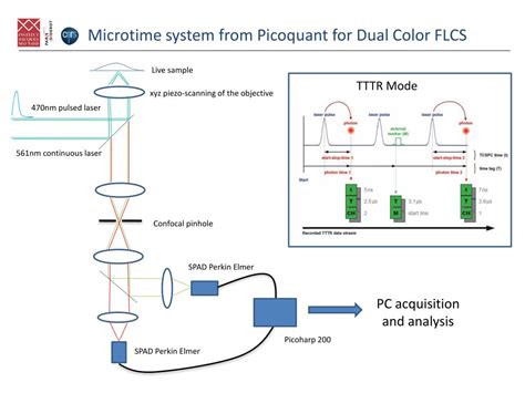 PPT Fluorescence Lifetime Correlation Spectroscopy PowerPoint Presentation ID 2586095