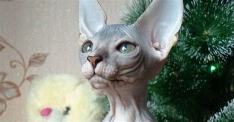 Милый голый котик Пикабу