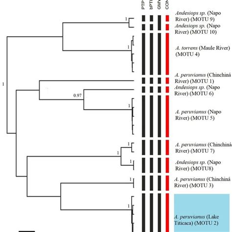 bayesian tree showing the motus obtained by species delimitation