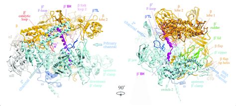 Structural Overview Of Rnap Core Structure Of Taq Rnap Core Download Scientific Diagram