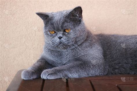 特写的异国情调短毛猫