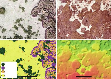 Using High Spatial Resolution Imagery A C To Derive Benthic Download Scientific Diagram
