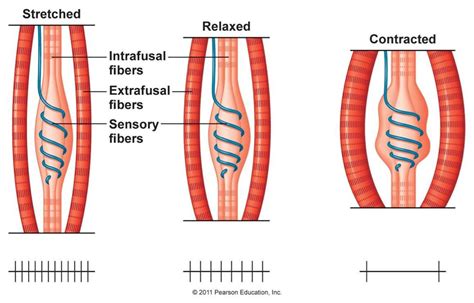 Muscle Spindle Anatomy