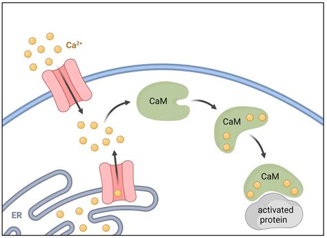 Pluripotent Biology Simple