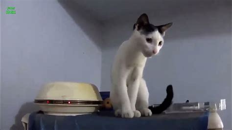 Funny Cats And Kittens Meowing Compilation Youtube