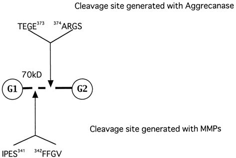 Schematic Figure Of Adam Ts4 5 And Mmp Cleavage Sites In Inter Globular