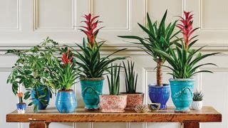 When Do Irises Bloom Different Flowering Times Explained Homes And Gardens