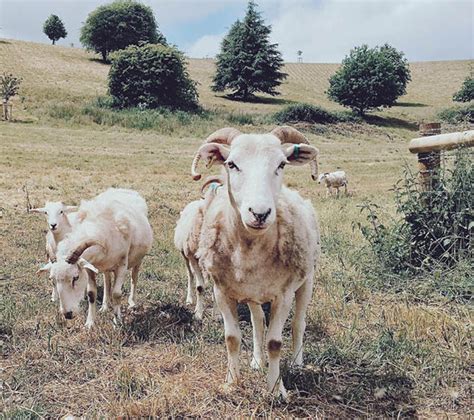 Man Arrested After Being Caught Having Sex With Goat On Christmas Eve World News Express