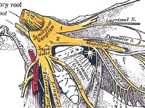 Trigeminal Nociceptive Facilitation Ppt