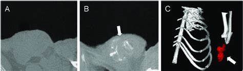 A X Ray Computed Tomography Images Of Tumor Bearing Mice Prior B