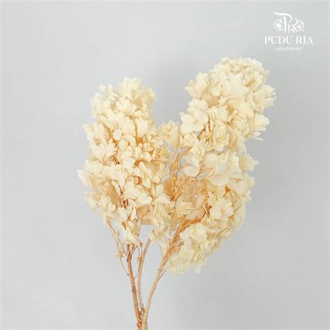 Preservativehydrangeasnowflakeyellow 1v1679132844 Preservativehydrangeasnowflakeyellow 1v1679132844