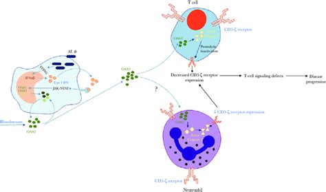 Interferon Inducible 2′ 5′ Oligoadenylate Synthetases Oass Exert Download Scientific Diagram