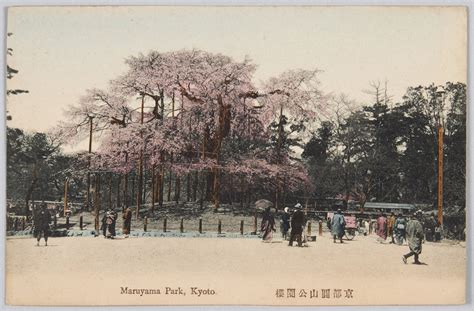 京都円山公園桜 ToMuCo Tokyo Museum Collection