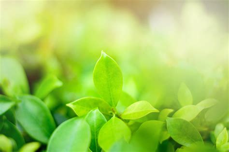 녹색 잎 자연보기와 디자인에 대한 복사 공간이정원에서 흐린 녹지 배경을 닫습니다 햇빛이 있는 녹색 식물의 자연 경관 환경 신선도