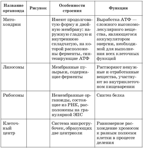 Таблица строение и функции органоидов клетки таблица с рисунками