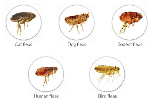21 Signs Of Fleas In Bed How To Get Rid Of Them