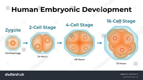 Human Embryonic Development Science Design Vector Stock Vector Royalty