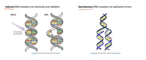 Hw Mutations Sexual Reproduction Genetic Drift 10 Flashcards Quizlet