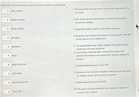Solved Match The Neuron Structure With Its Correct Function