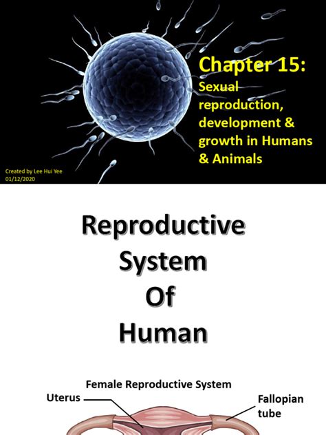 Chapter 15 Sexual Reproduction Development And Growth In Humans And Pdf