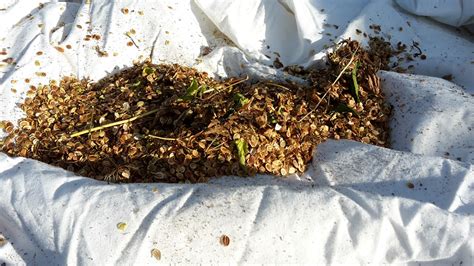 Saving Parsnip Seed Saving Parsnip Seed