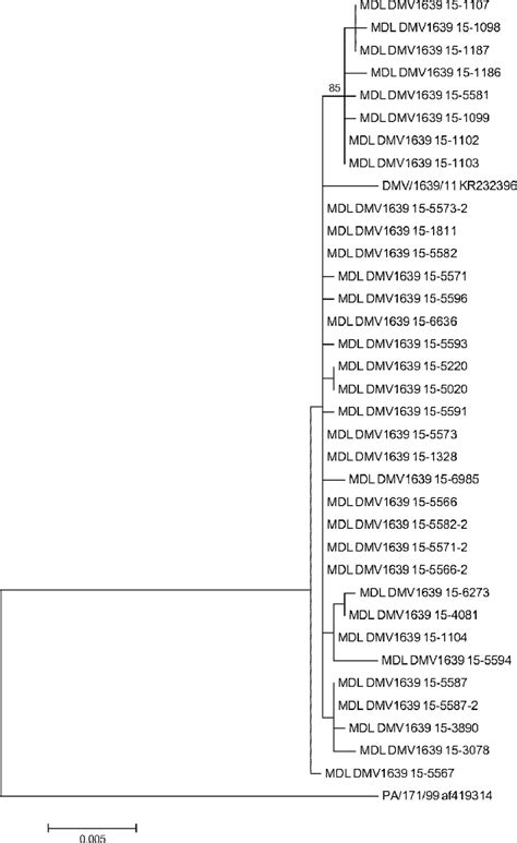 Phylogenetic Tree Created By The Maximum Likelihood Algorithm For The