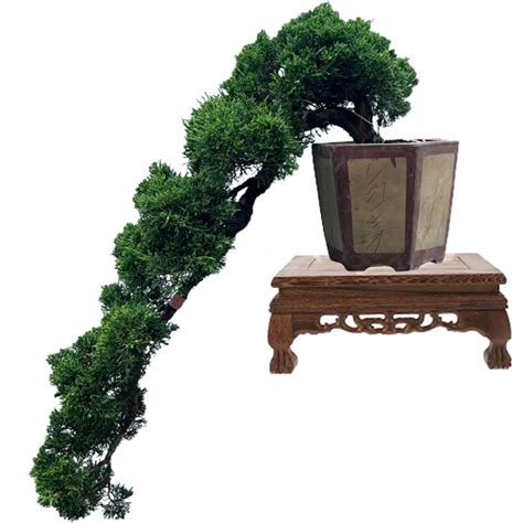 Cascade Juniper Bonsai Tree 32cm Miyagi Bonsai