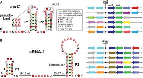 Former Orphan Riboswitches Reveal Unexplored Areas Of Bacterial Metabolism Signaling And Gene