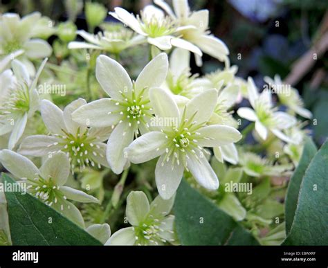 Clematis Virgins Bower Clematis Pixie Clematis Pixie Flowers Of Cultivar Pixie Stock