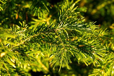 나뭇 가지 바늘 전나무 Pixabay의 무료 사진