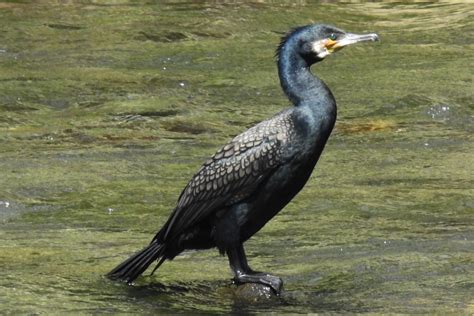 カワウ 2020 04 23 日本の野鳥識別図鑑