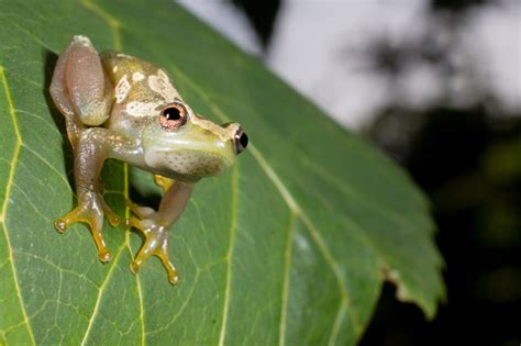 New Species Of Voiceless Frog Discovered In Tanzania Flipboard